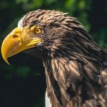 Nigeria - Globe Trottin' Kids