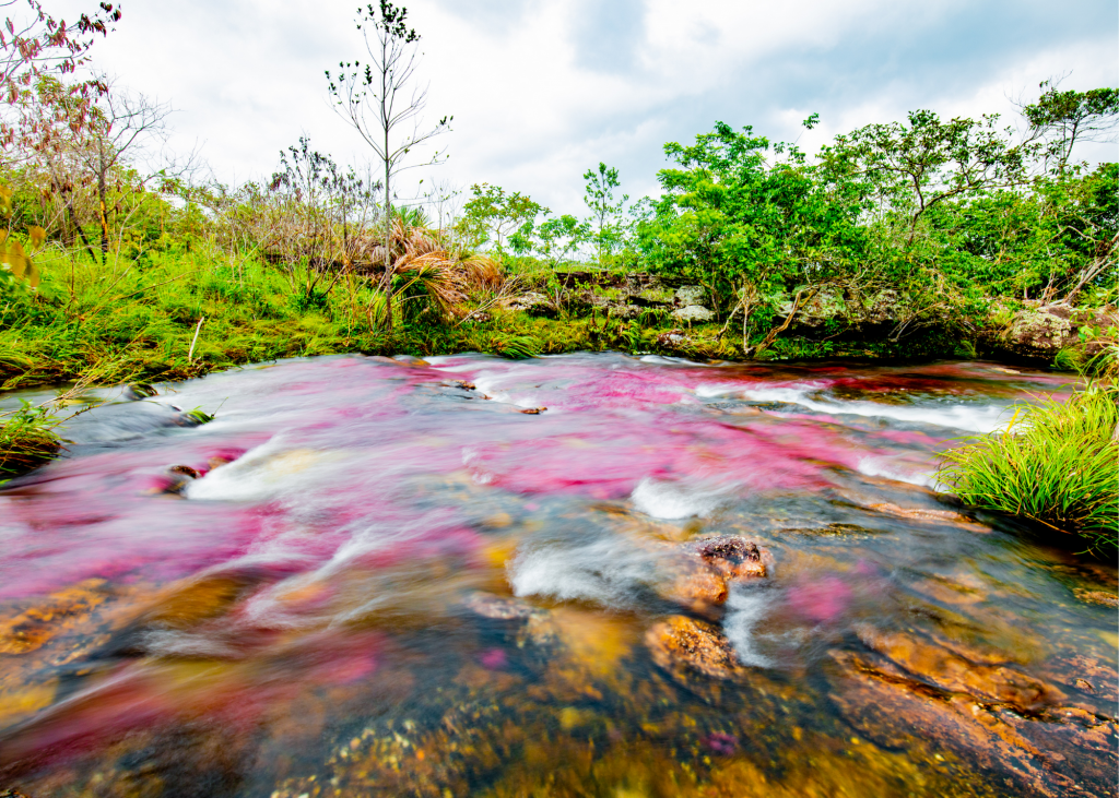 Cano Cristales (Liquid Rainbow river) | Globe Trottin' Kids