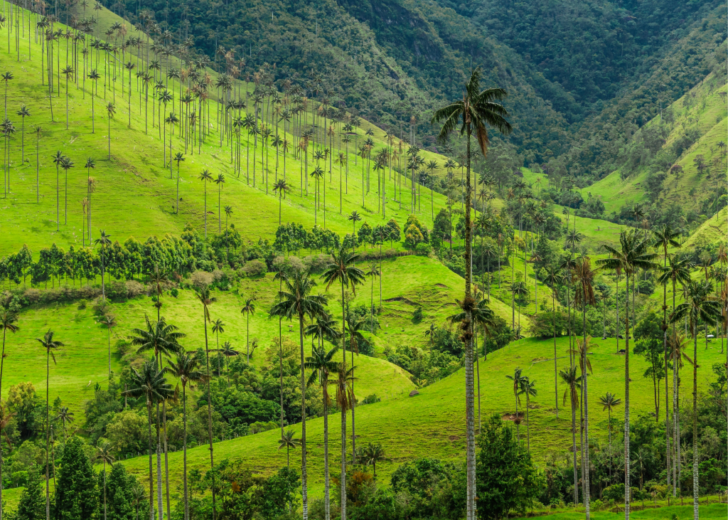 wax palms | Globe Trottin' Kids