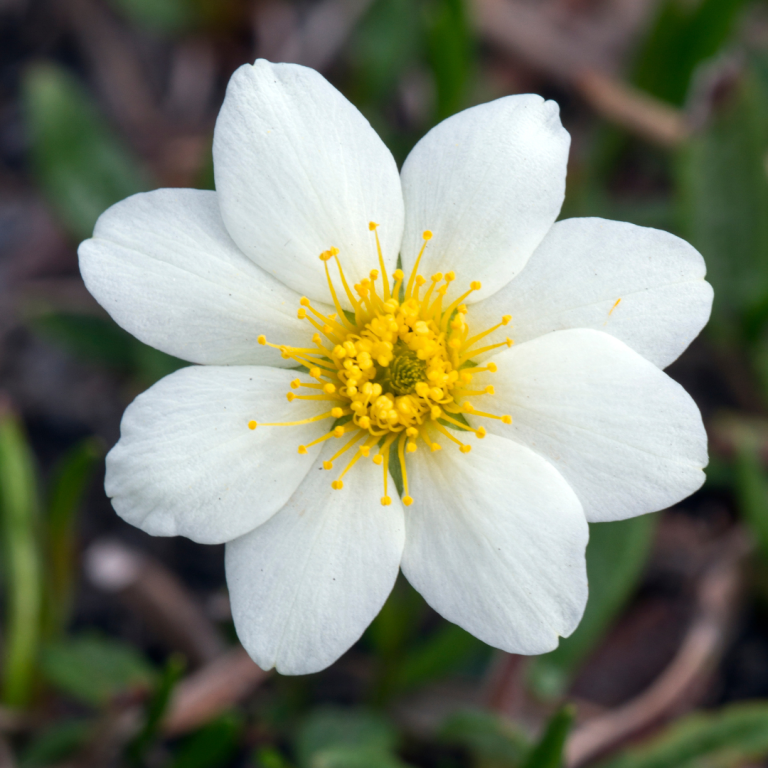 Iceland - Globe Trottin' Kids