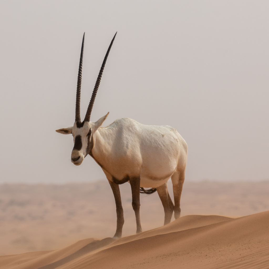 Jordan - Globe Trottin' Kids