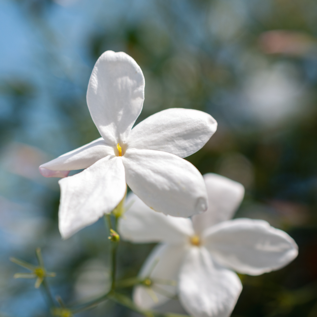 Saudi Arabia - Globe Trottin' Kids