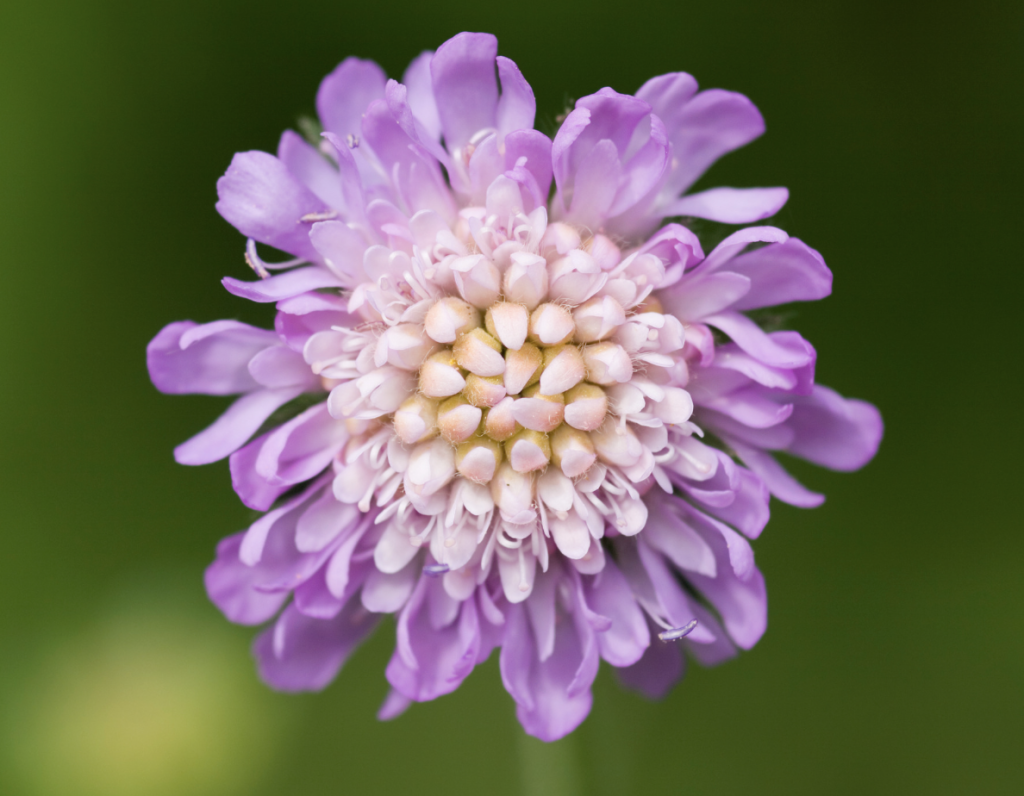 Mongolia - Globe Trottin' Kids