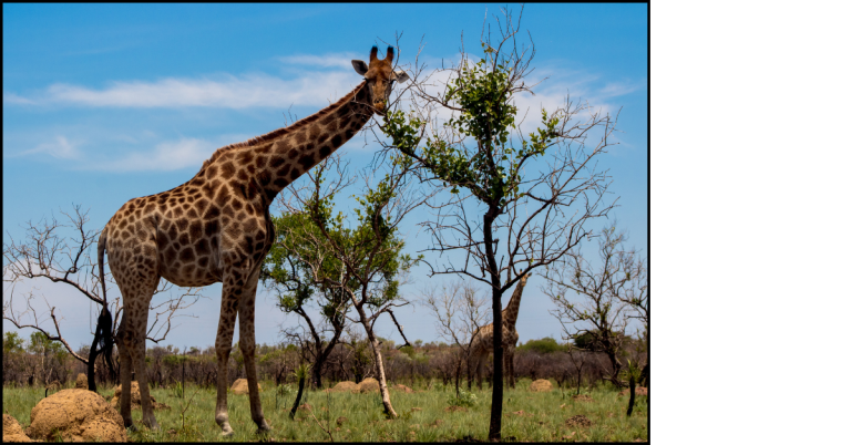 Animals Around the World - Globe Trottin' Kids