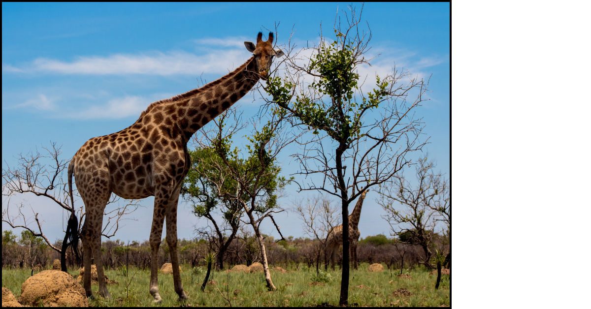 Animals Around the World - Globe Trottin' Kids