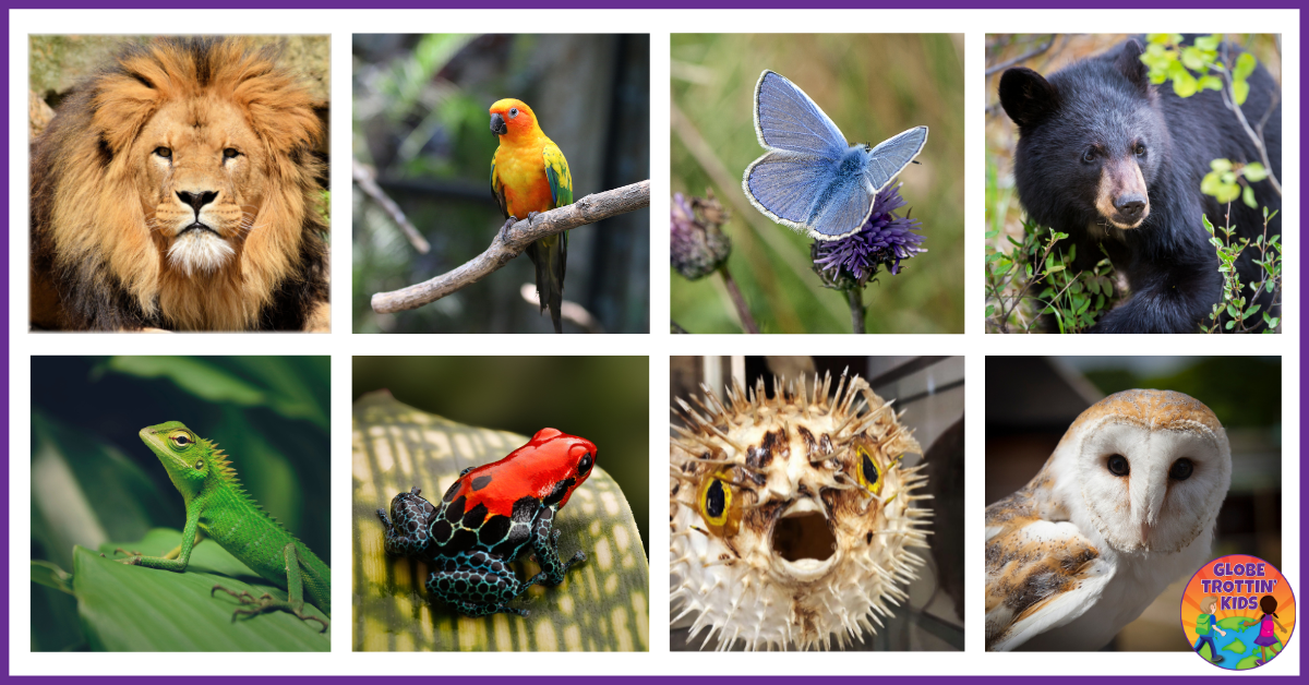 Animals Around the World - Globe Trottin' Kids