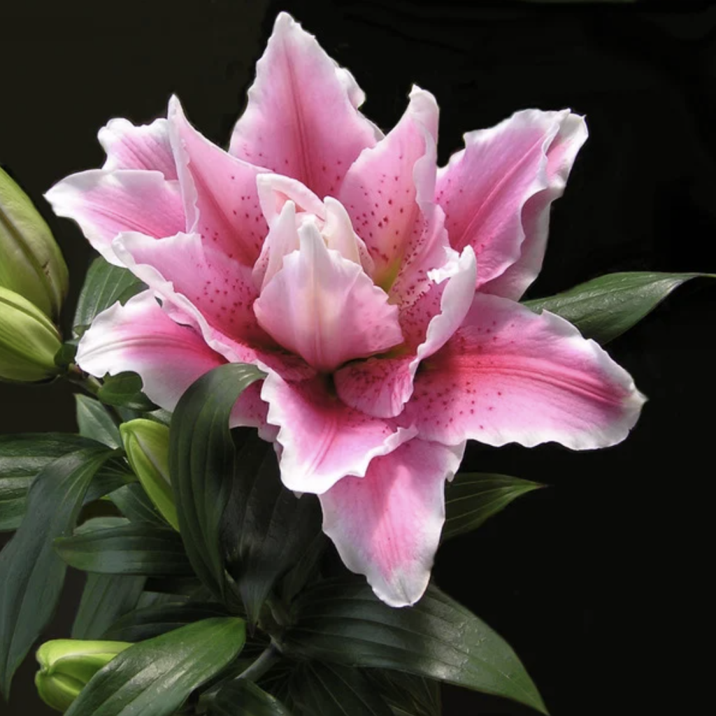 Kazakhstan - Globe Trottin' Kids